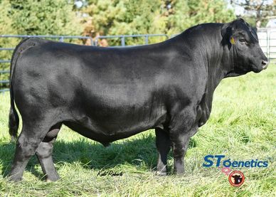 Reference Sires | Henke Angus Farms